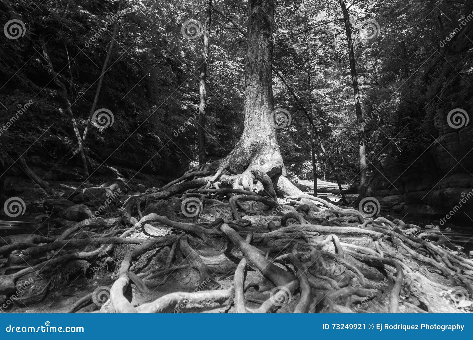 Tree Roots in Black and White. Stock Image - Image of color, horor ...