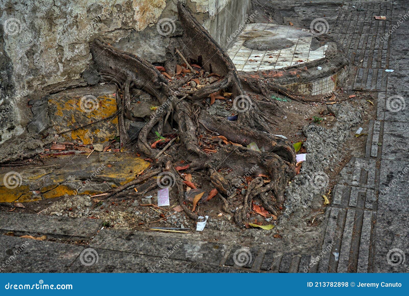Tree Roots Break Concrete Pavement Stock Photo - Image of autumn, wall ...