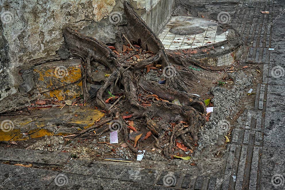 Tree Roots Break Concrete Pavement Stock Photo - Image of autumn, wall ...