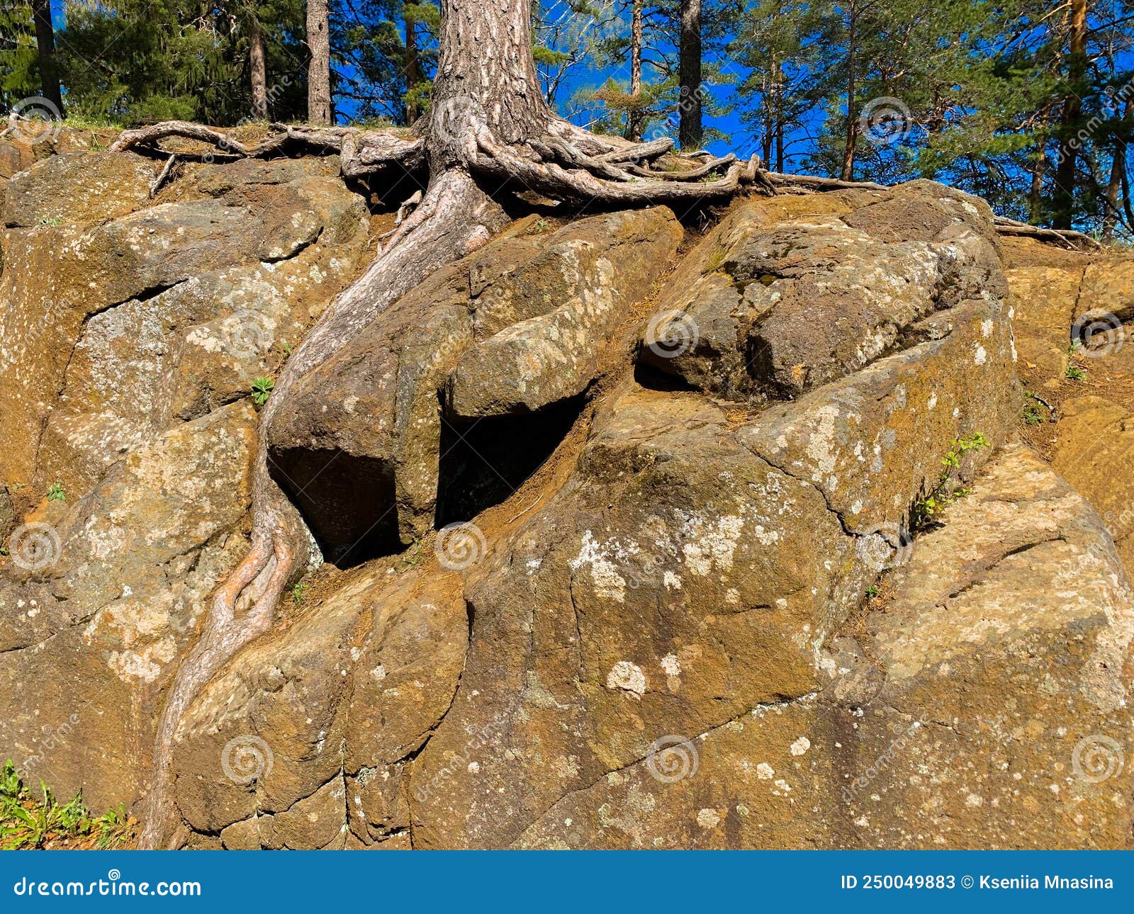 Tree Roots Break through the Rock Stock Image - Image of root, trunk ...