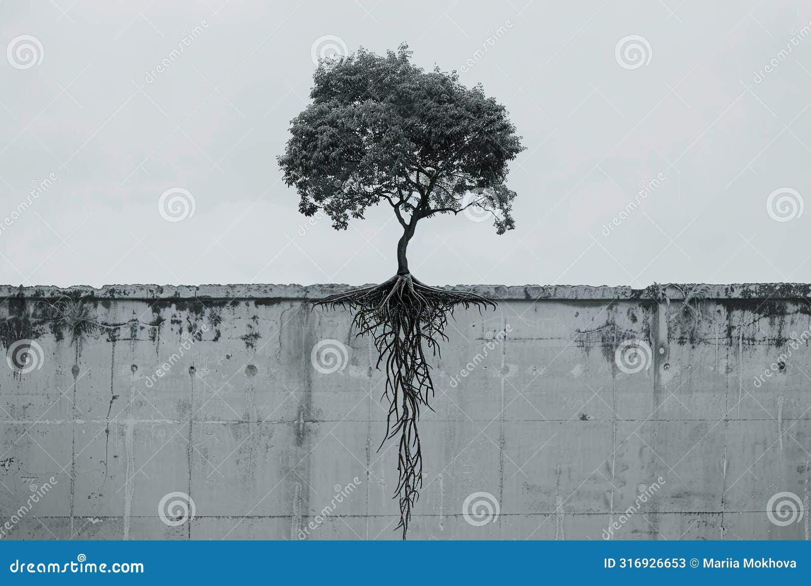 Tree with Roots Breaking through Concrete Wall Towards the Sky Stock ...