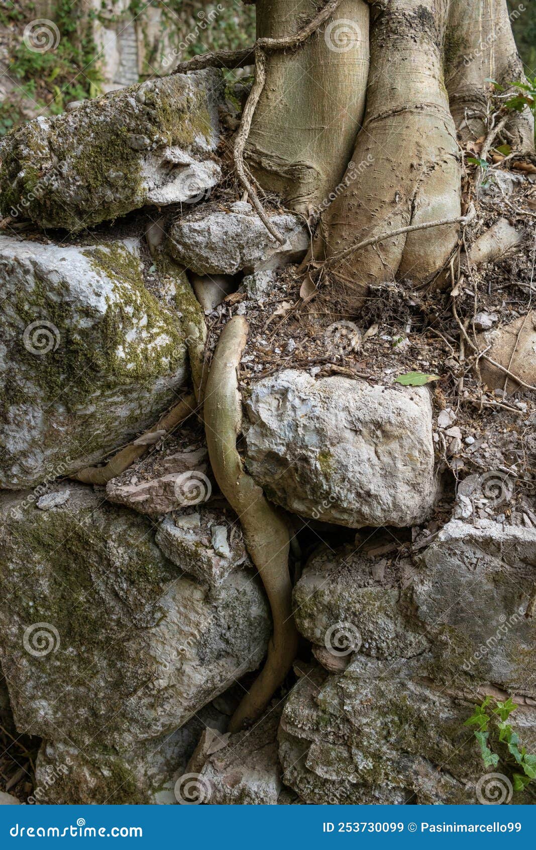 Tree Roots Breaking Thru Rocks Stock Image - Image of wood, plant ...