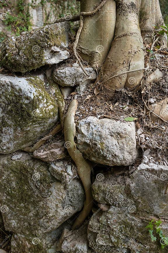 Tree Roots Breaking Thru Rocks Stock Image - Image of wood, plant ...