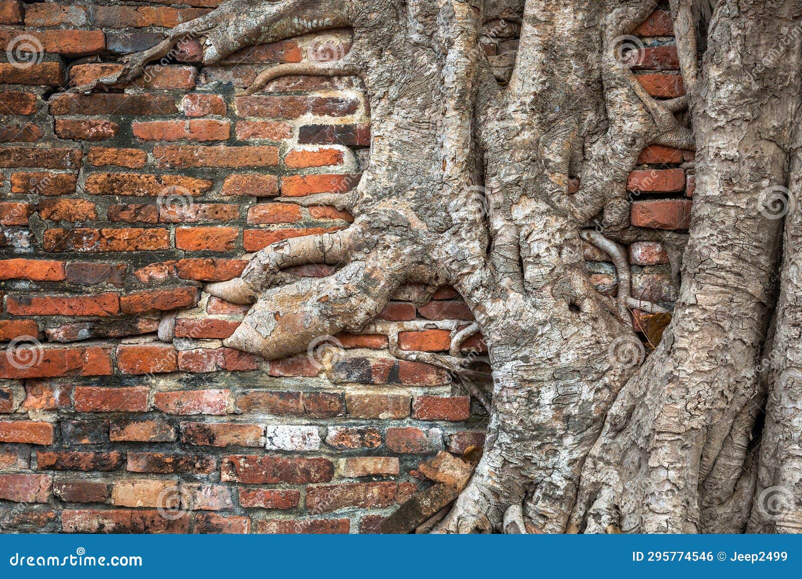 Tree Roots on a Brick Wall. Stock Photo - Image of background, tree ...