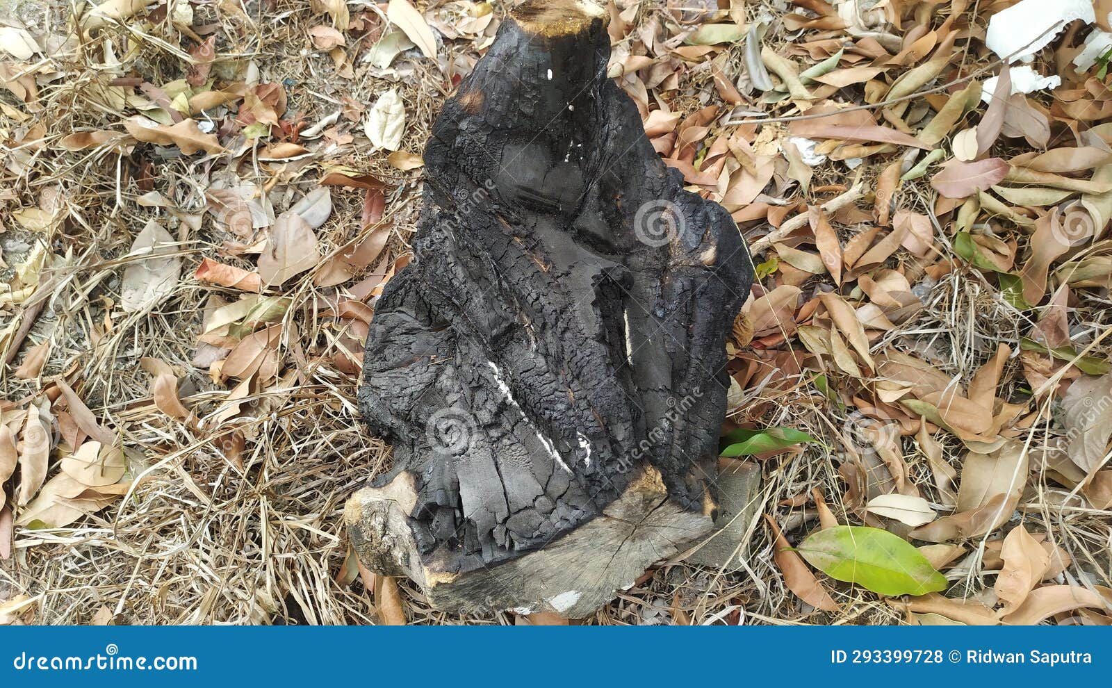 TREE ROOTS BURN into CHARCOAL Stock Photo - Image of burn, insect ...