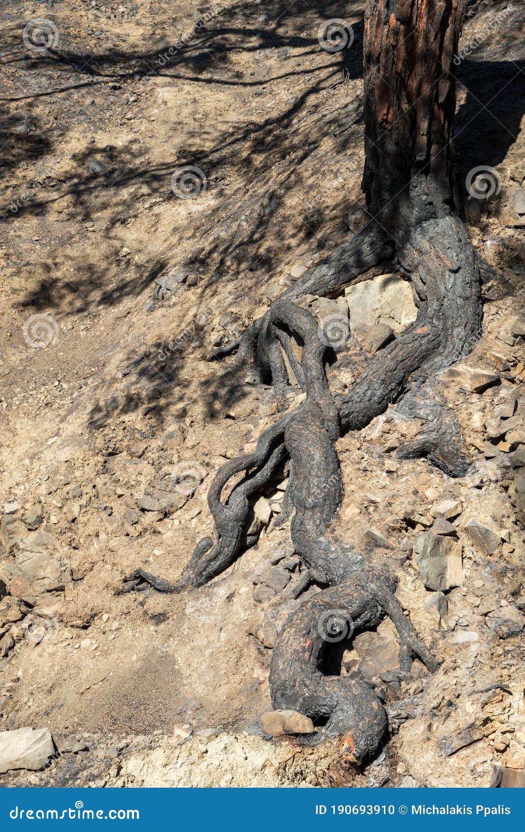 Tree Roots Burned on a Forest Fire Stock Photo - Image of destruction ...