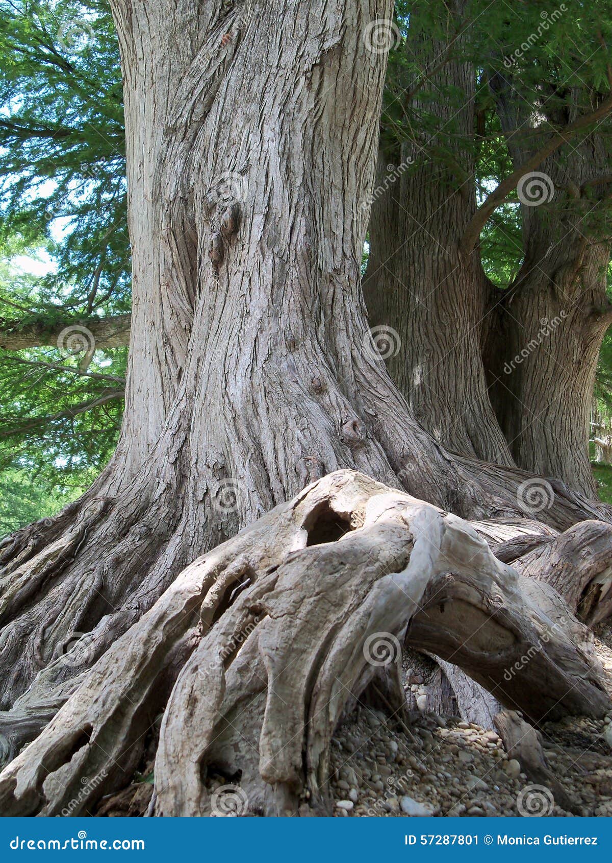 Tree and roots stock image. Image of texas, nature, riverbank - 57287801