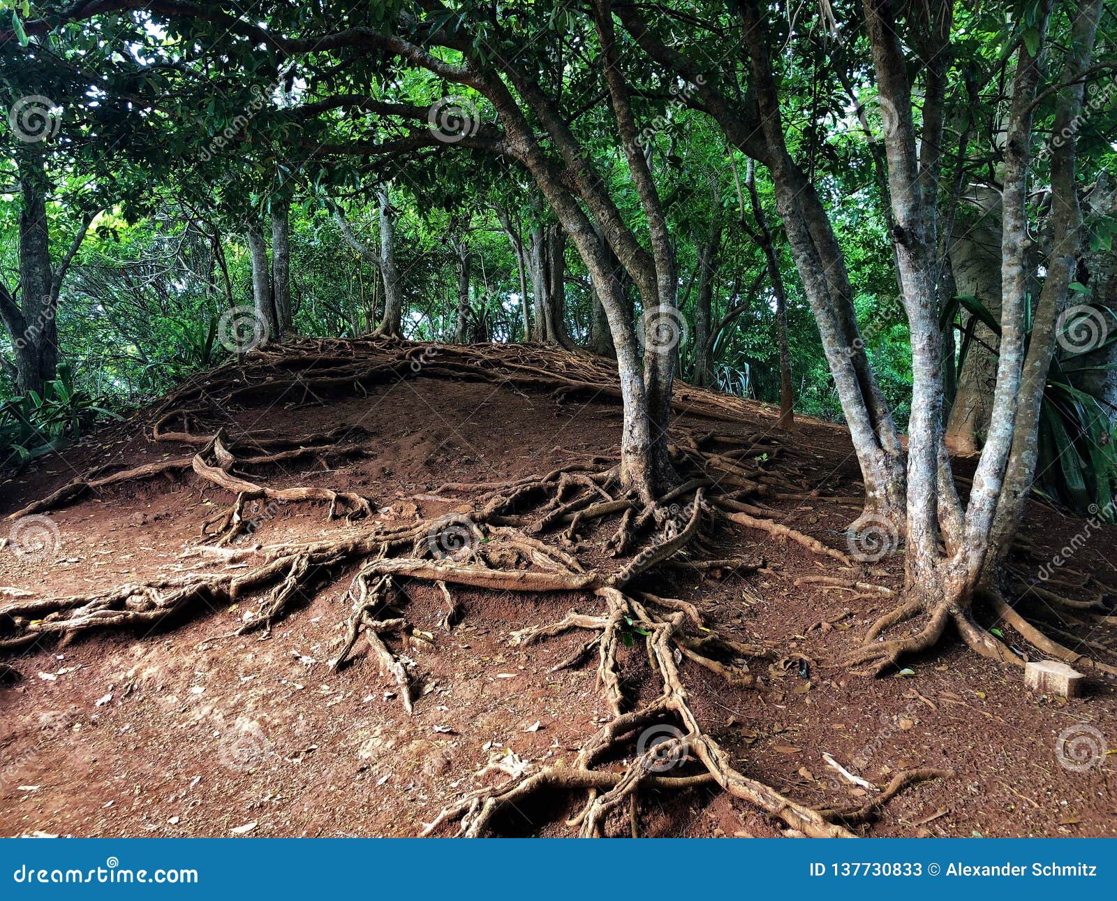 Tree Roots in at Chamarel Waterfall Stock Image - Image of forest ...