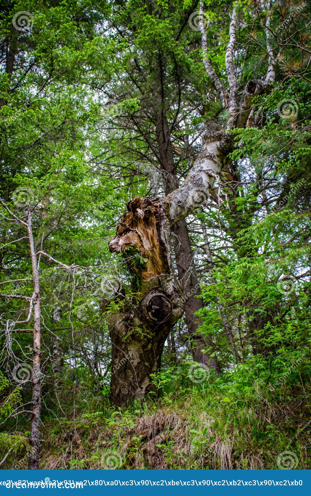 Tree roots on a cliff stock photo. Image of earth, cliff - 179215144