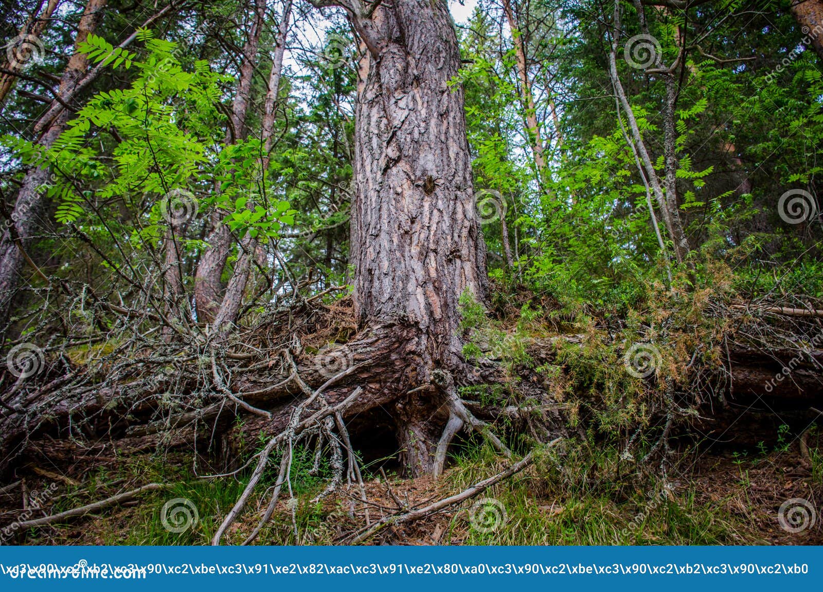 Tree roots on a cliff stock image. Image of trunk, shrubs - 179215151