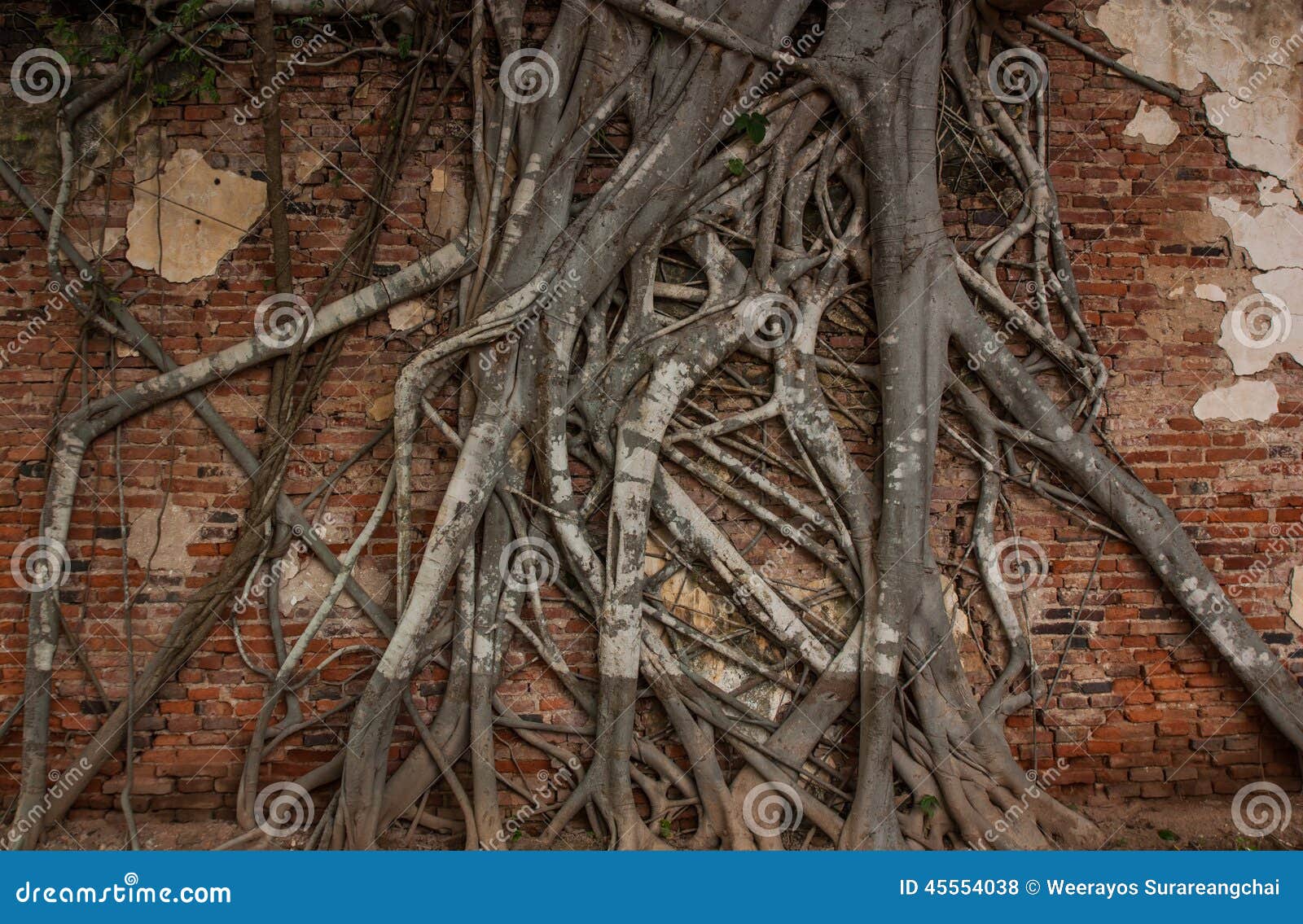 Tree Roots Cling on the Red Brick Wall. Stock Photo - Image of root ...