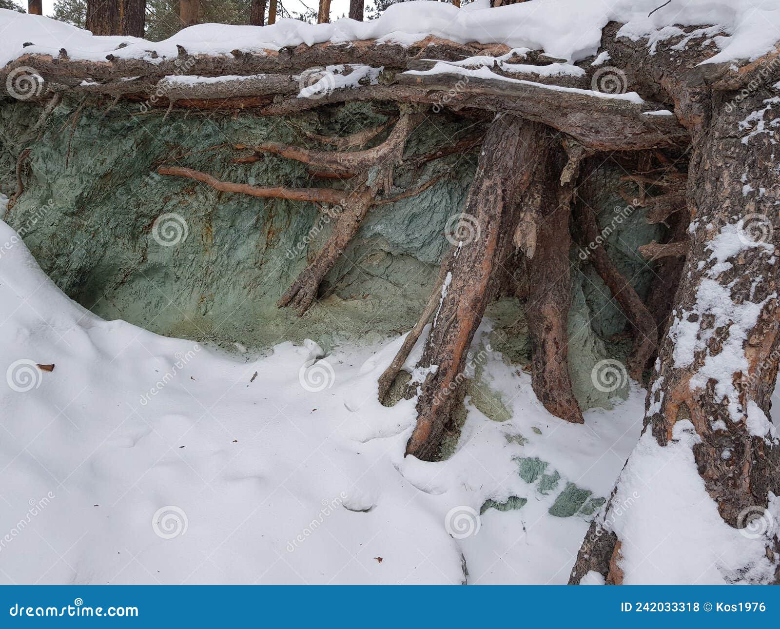 Tree Roots Cling To Green Ground Stock Photo - Image of leaves ...