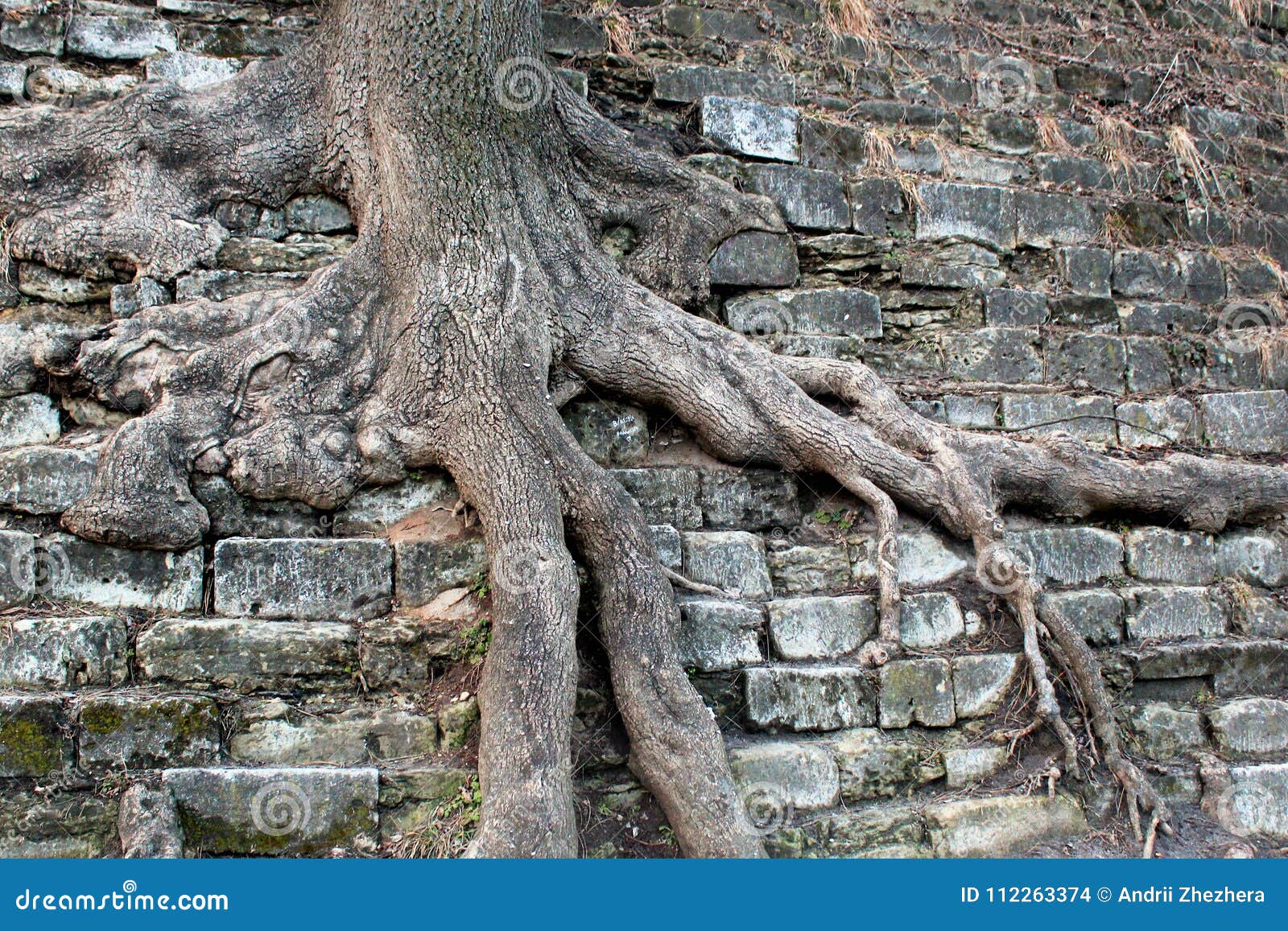 Tree Roots Cling To Mossy Stone Stairs Stock Photo - Image of structure ...