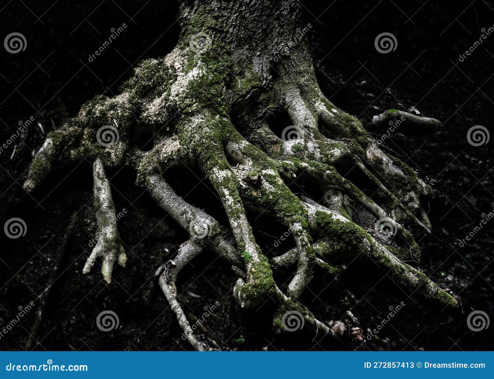 Tree Roots Close-up on a Dark Background Nice Background Stock Image ...