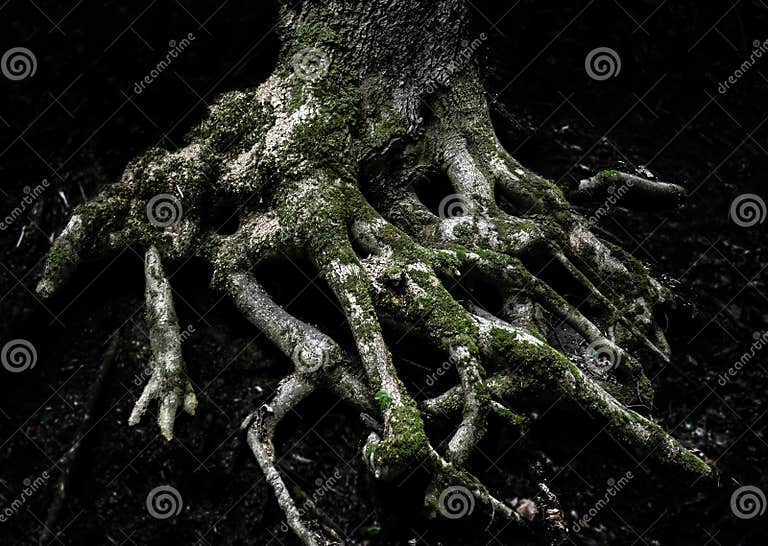 Tree Roots Close-up on a Dark Background Nice Background Stock Image ...