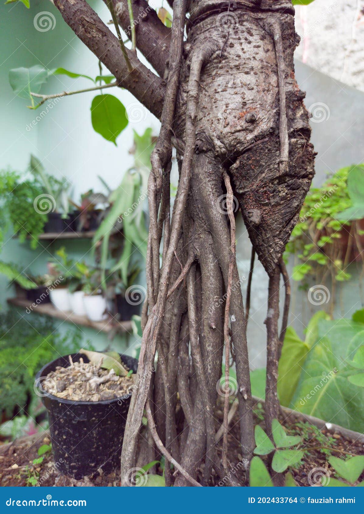 Tree Roots Close Up in the Garden Stock Photo - Image of plant, roots ...
