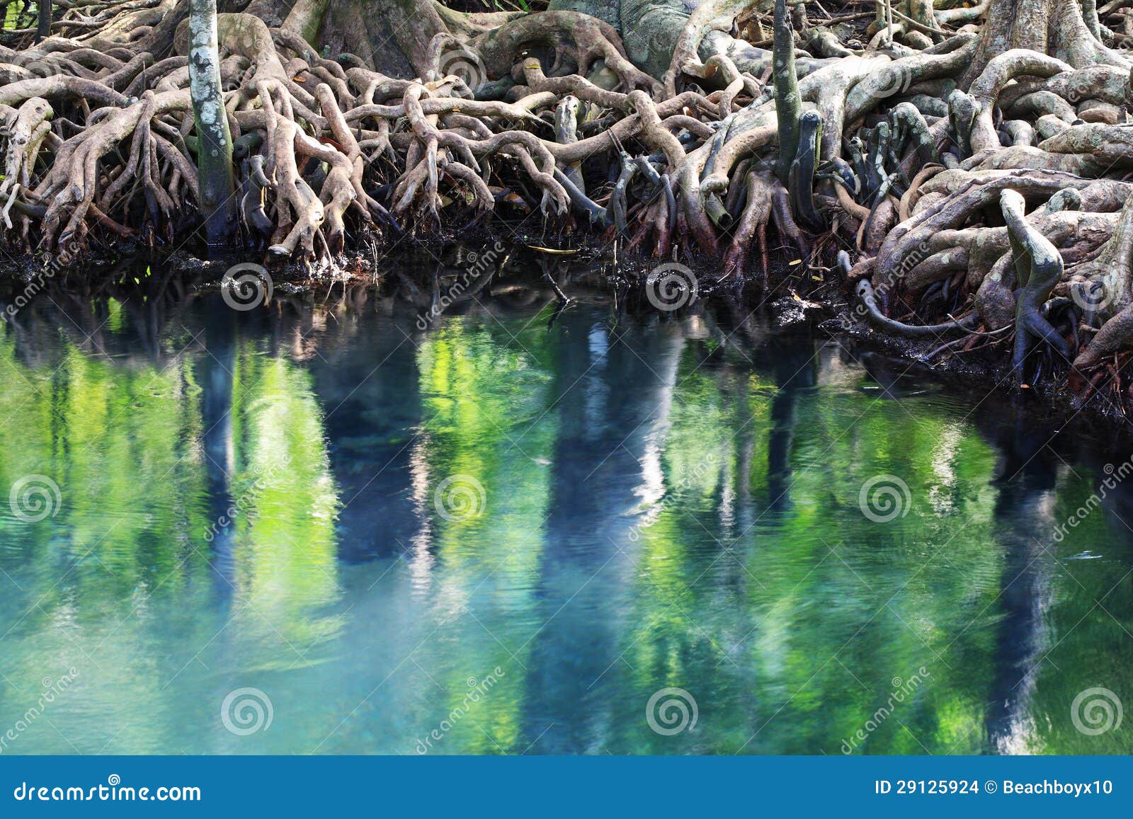 Tree Roots Close Up in Mangrove Stock Photo - Image of asia, plant ...
