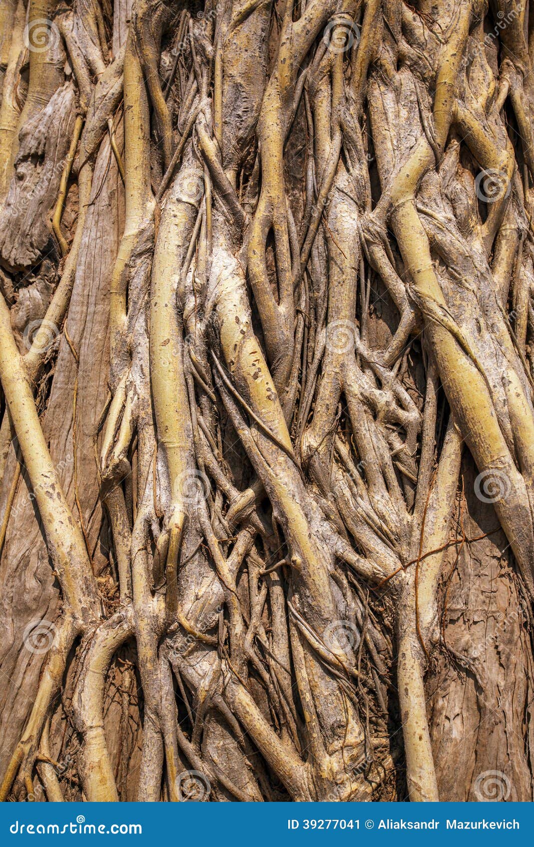 Tree roots close-up stock image. Image of jungle, root - 39277041