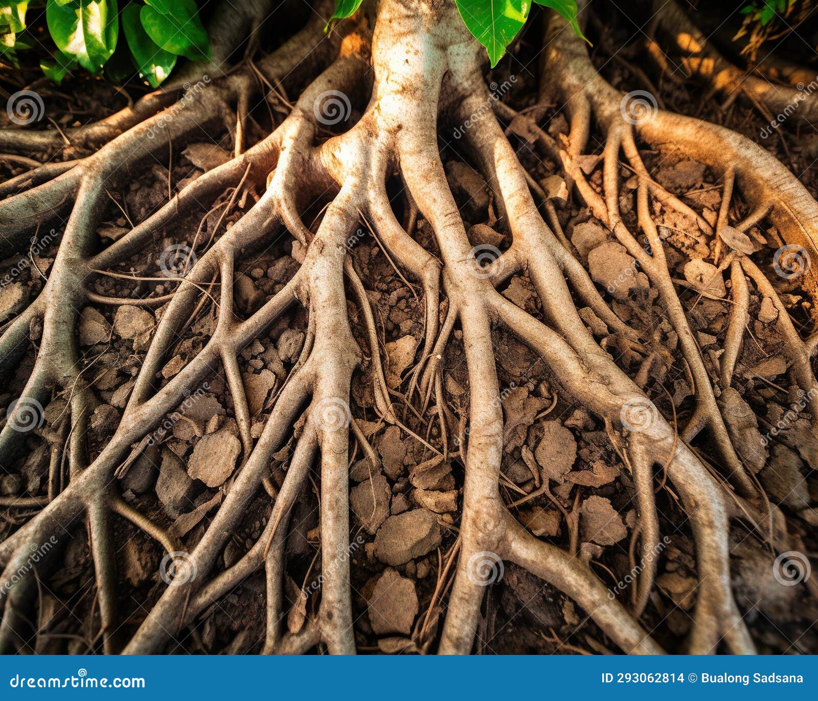Tree Roots are Close Up Underground. Stock Illustration - Illustration ...