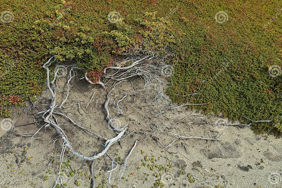 Tree roots. stock image. Image of natural, outdoor, closeup - 336423253