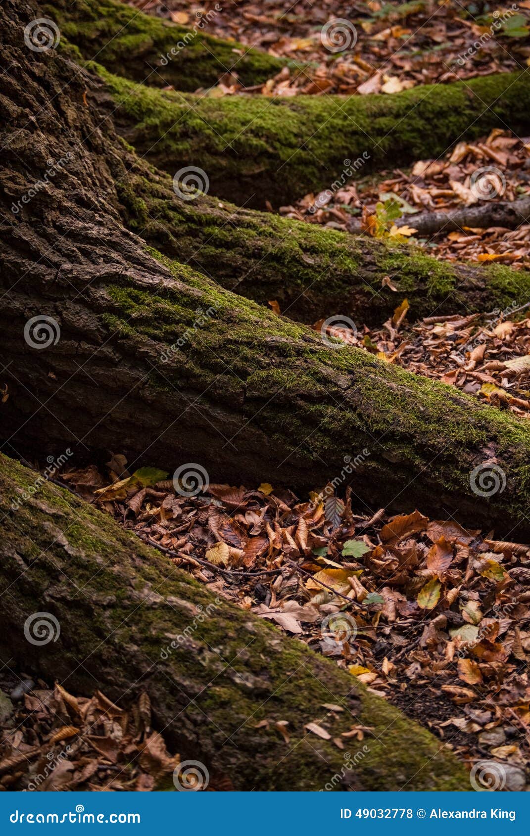 Tree roots stock photo. Image of autumn, weathered, tree - 49032778
