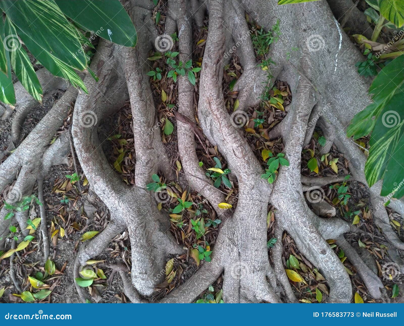 Tree Roots Closeup stock image. Image of closeup, leaves - 176583773