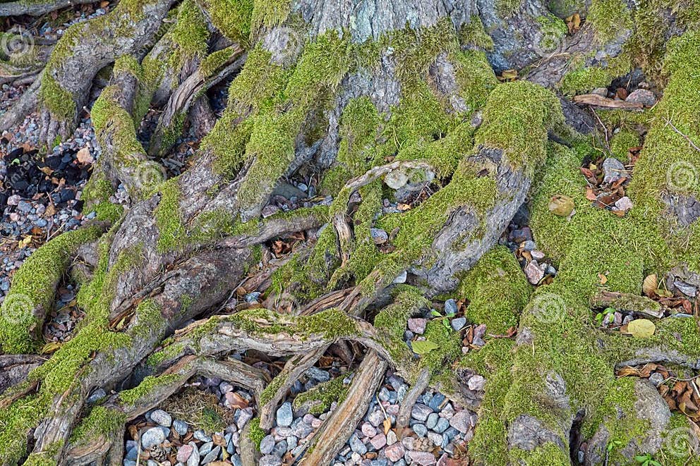 Tree roots. stock photo. Image of ground, summer, plant - 344187982