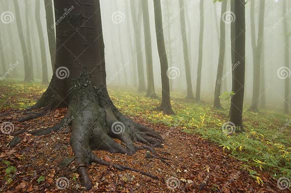 Tree with Roots in a Colorful Forest with Fog Stock Image - Image of ...