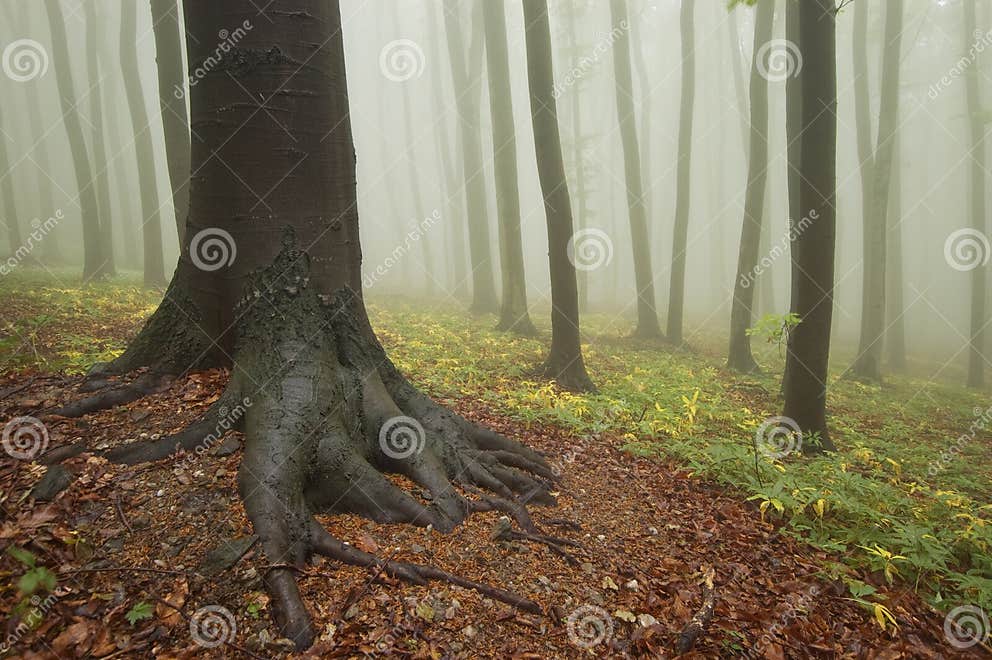 Tree with Roots in a Colorful Forest with Fog Stock Image - Image of ...