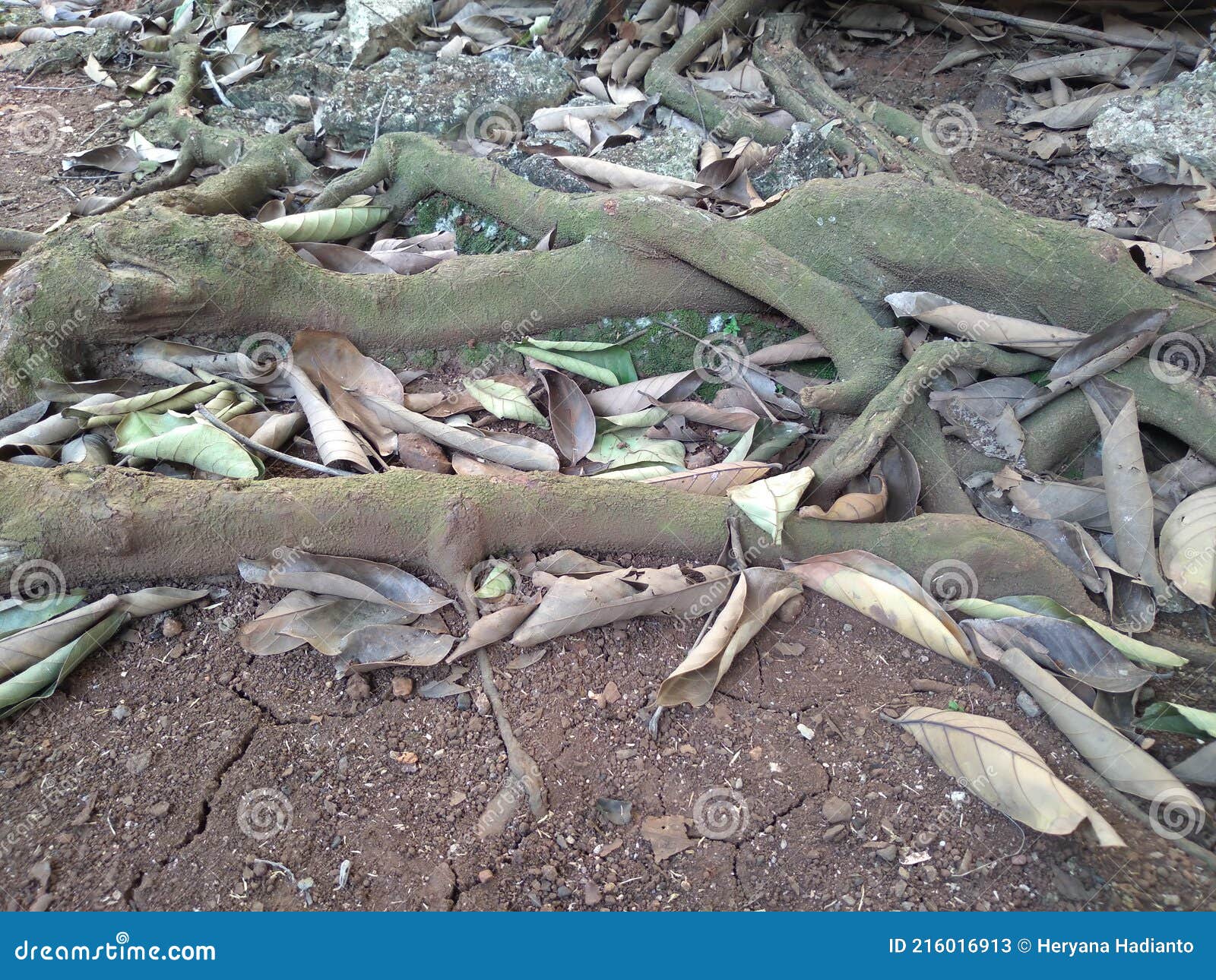 Tree Roots that Come Out of the Ground Stock Image - Image of roots ...