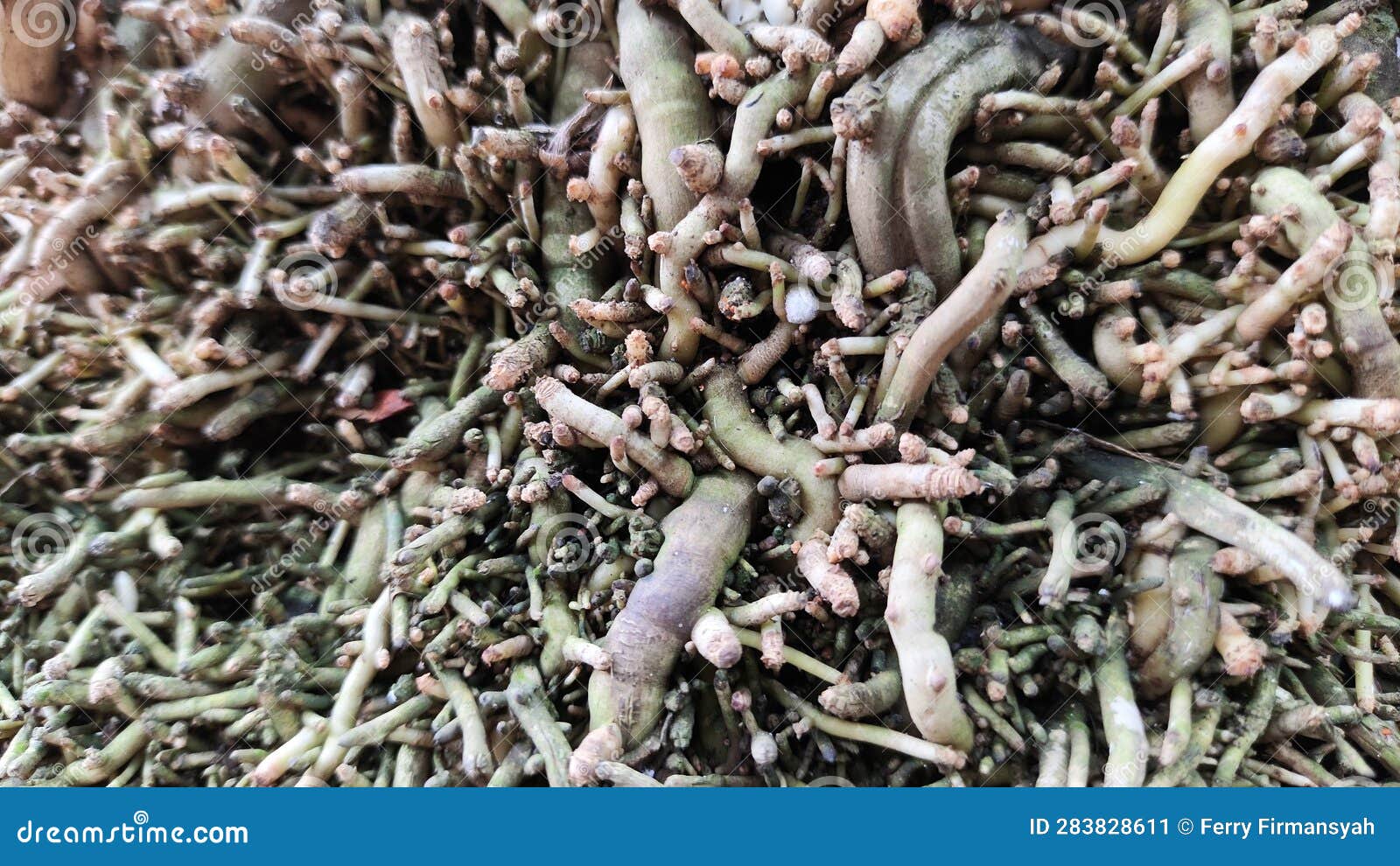 Tree Roots Coming Out of the Ground Stock Image - Image of roots ...