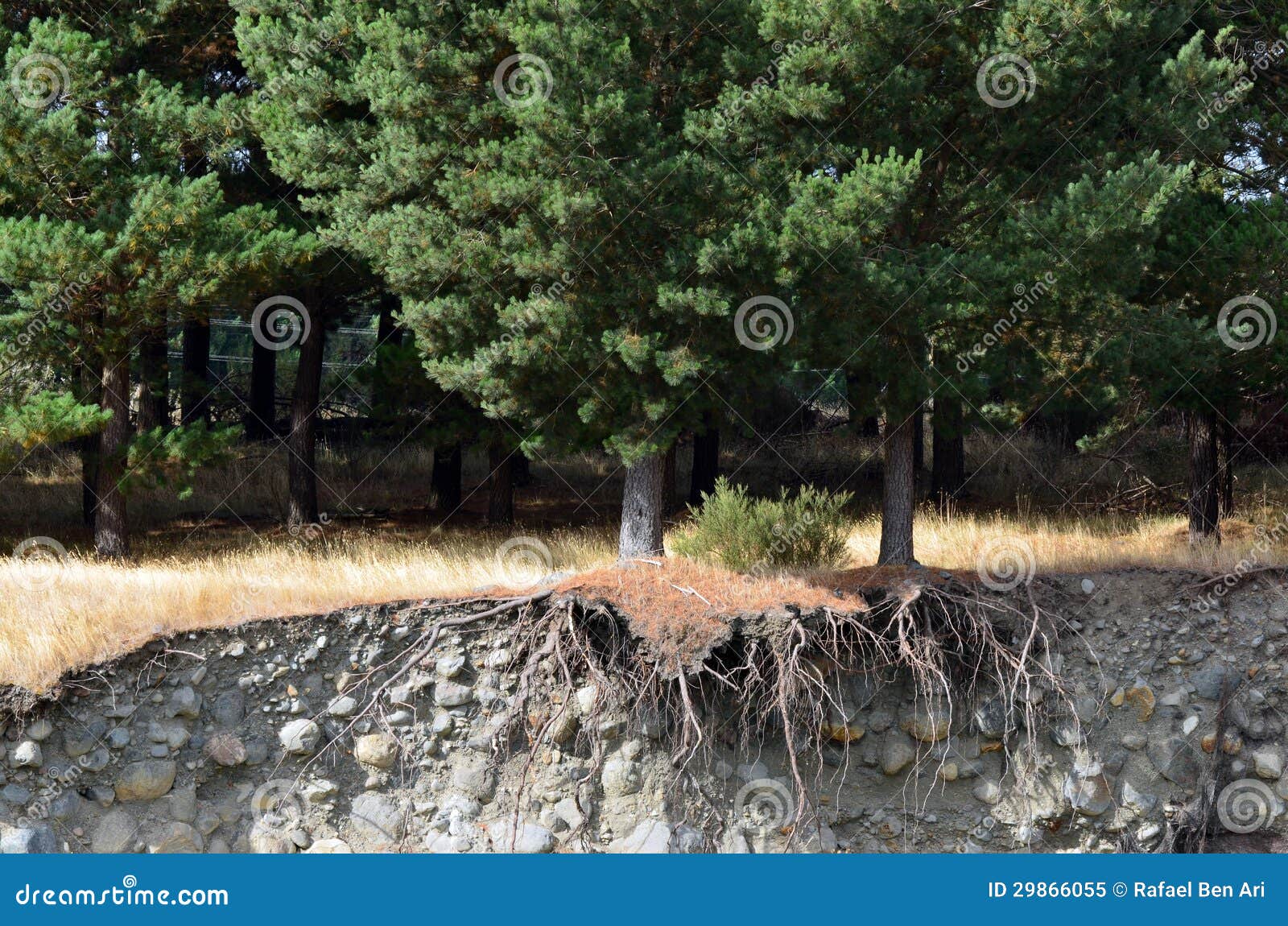 Tree Roots stock image. Image of root, wood, environment - 29866055