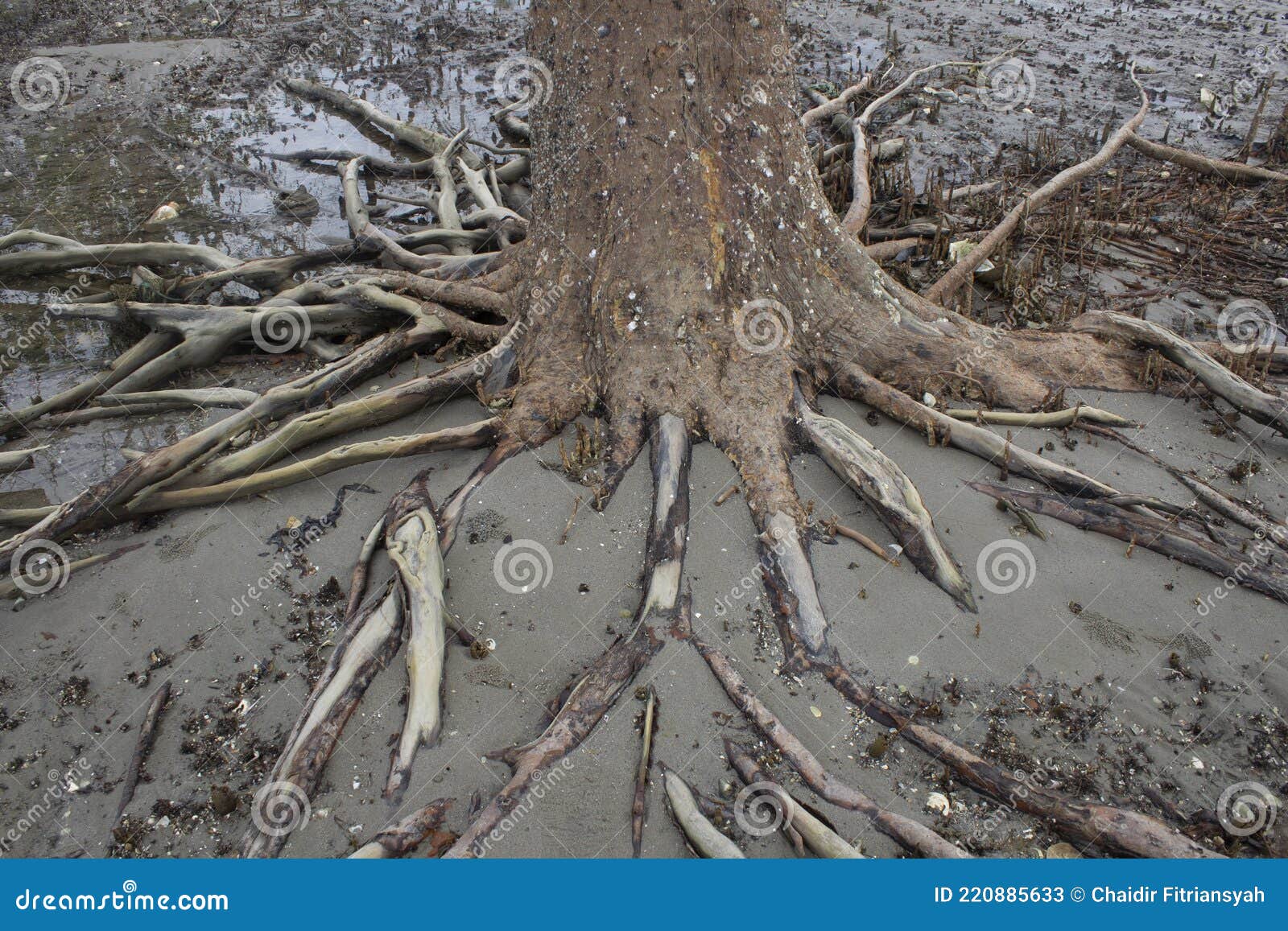 Many Tree Roots on the Beach Stock Image - Image of growing, outdoor ...