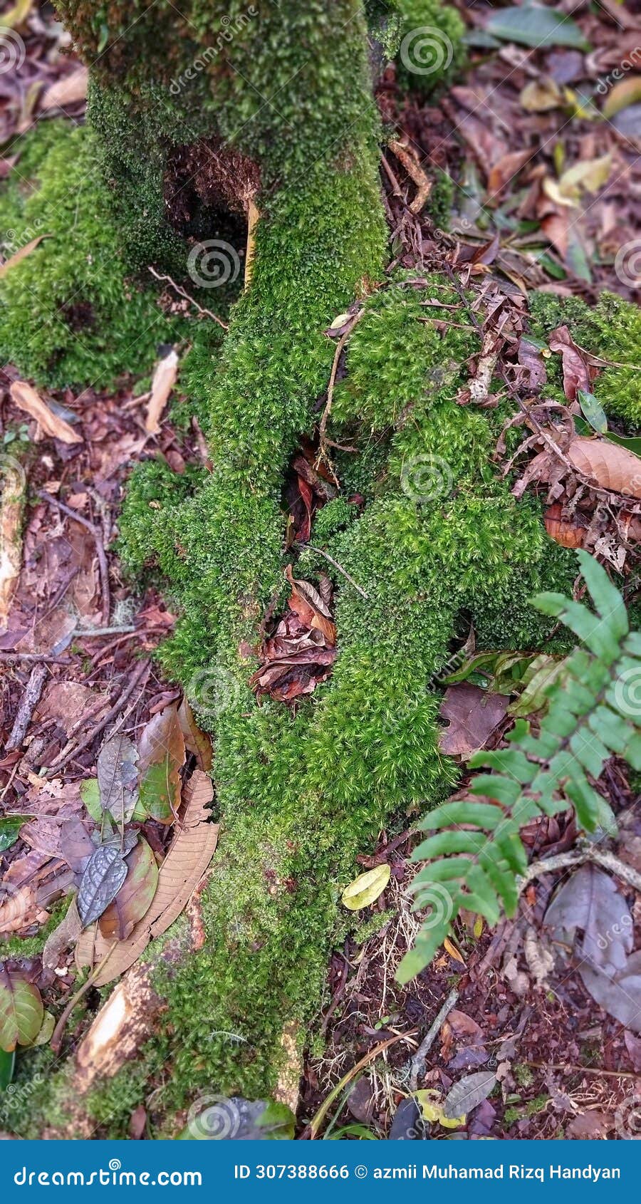 Tree Roots Coming Out of the Ground and Beautiful Moss Stock Photo ...