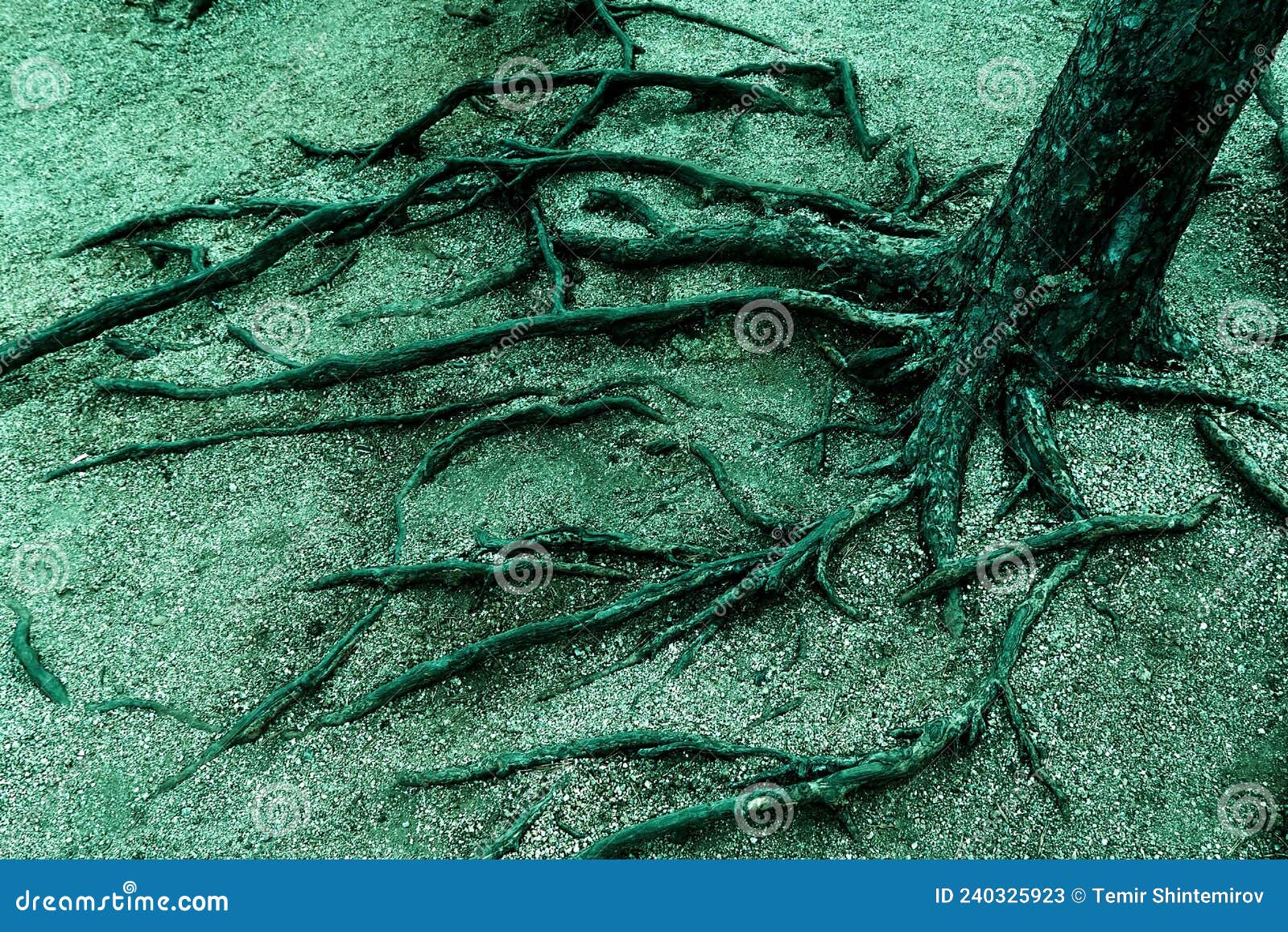Tree with Roots Coming Out of the Ground Stock Image - Image of bark ...
