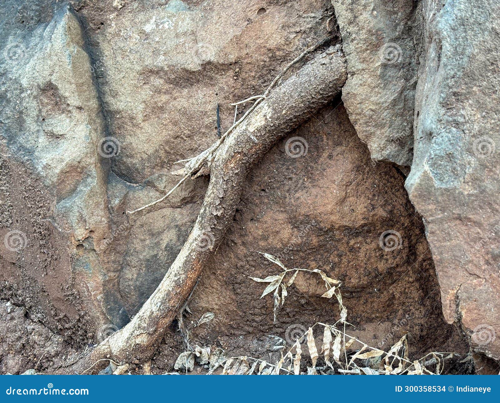 Tree Roots Coming Out of Rock Stone on a Mountain Stock Photo - Image ...