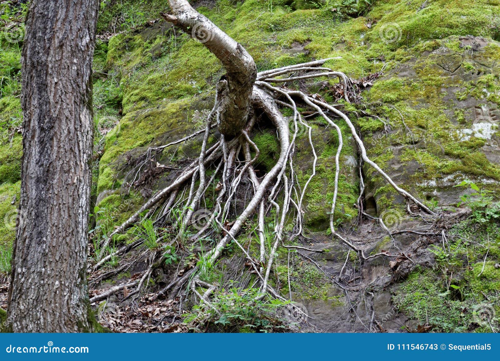 A Tree Growing Out of the Side of a Hill Stock Image - Image of rock ...