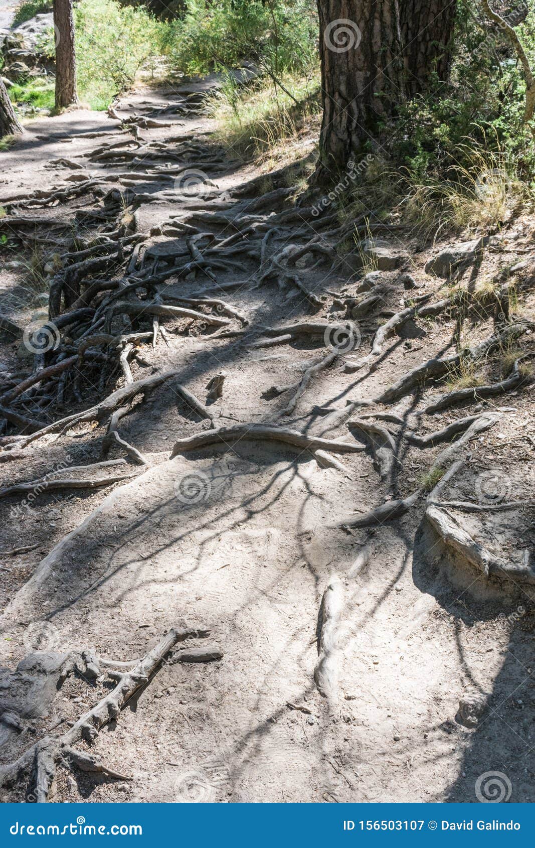 Tree Roots Coming Out the Way Stock Image - Image of brown, achieving ...