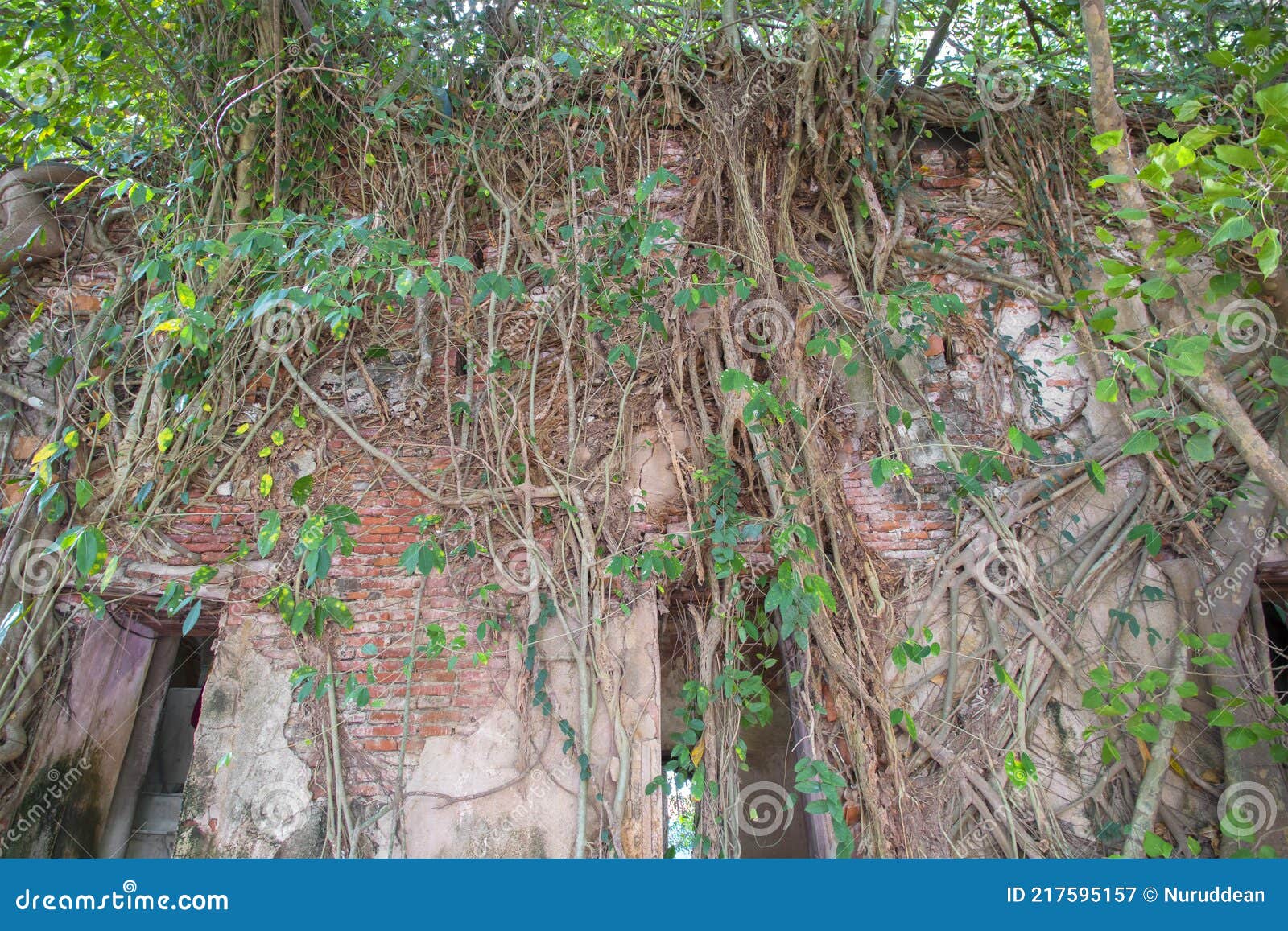 Tree Roots Cover the Building with a Brick Wall Stock Image - Image of ...