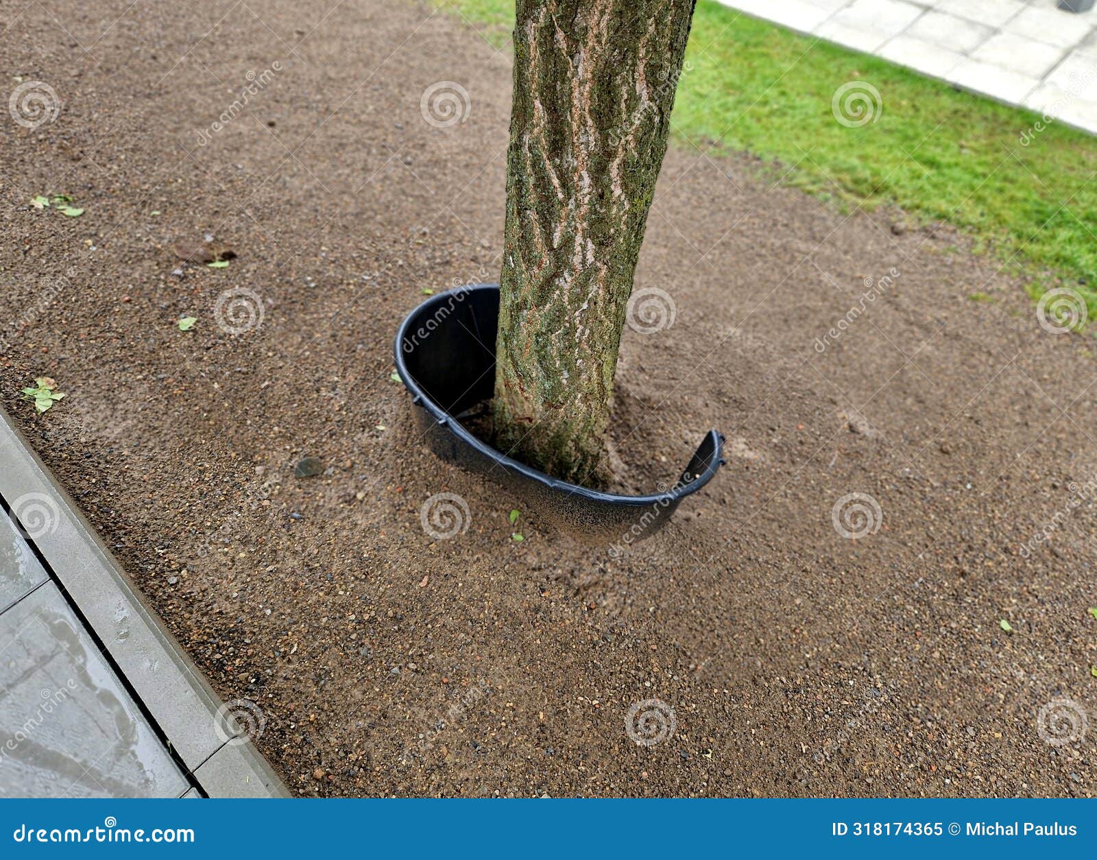 Tree Roots Covered with a High Layer of Mulch Cannot Breathe and May ...