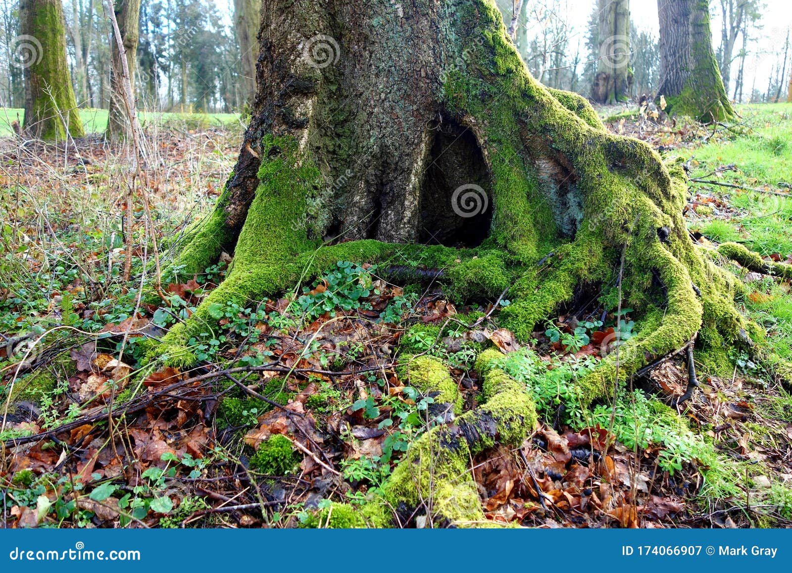 Tree Roots Covered in Moss stock image. Image of tree - 174066907