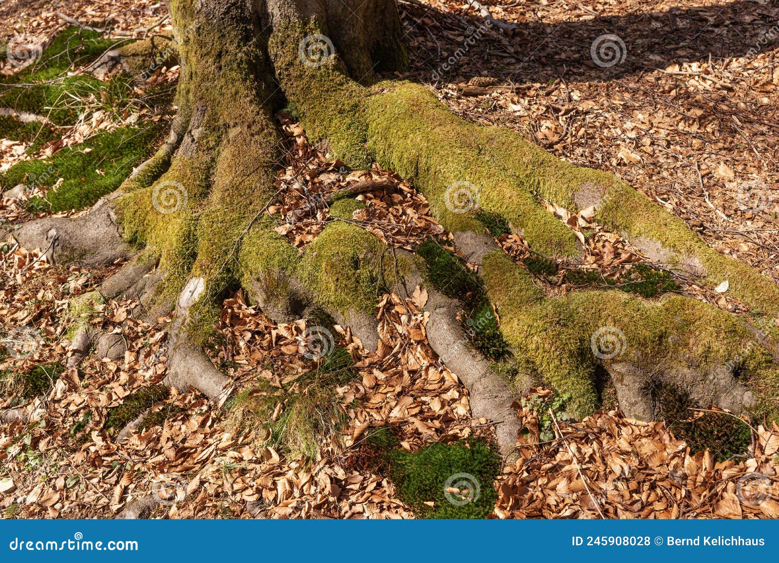 Tree Roots Covered with Moss Stock Photo - Image of brown, ground ...