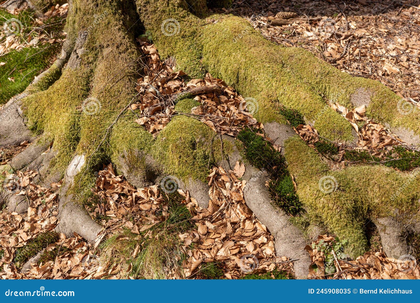 Tree Roots Covered with Moss Stock Image - Image of nature, natural ...
