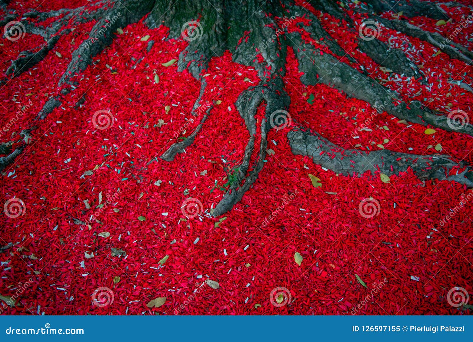 Tree roots stock image. Image of detail, outdoor, forest - 126597155
