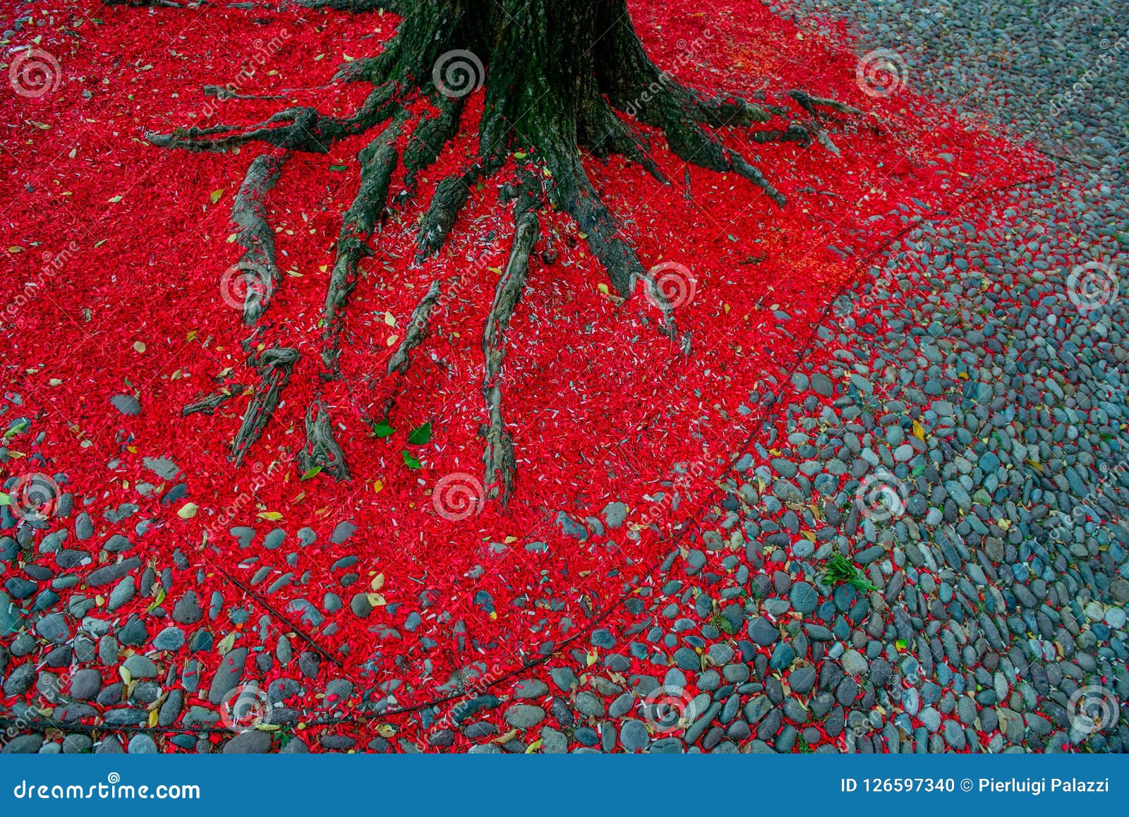 Tree roots stock photo. Image of nature, fall, mood - 126597340