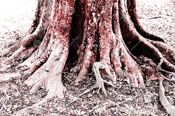 View of the the Red Tree Roots Stock Image - Image of soil, wood: 295802703
