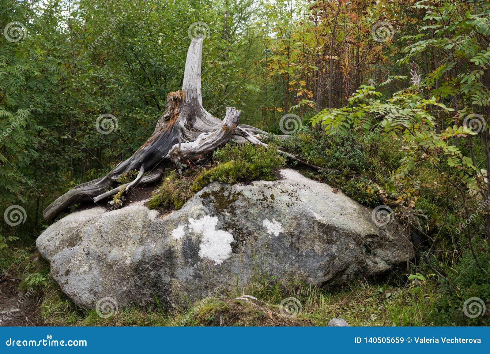 Tree Roots on the Stone. Slovakia Stock Image - Image of grass, nature ...