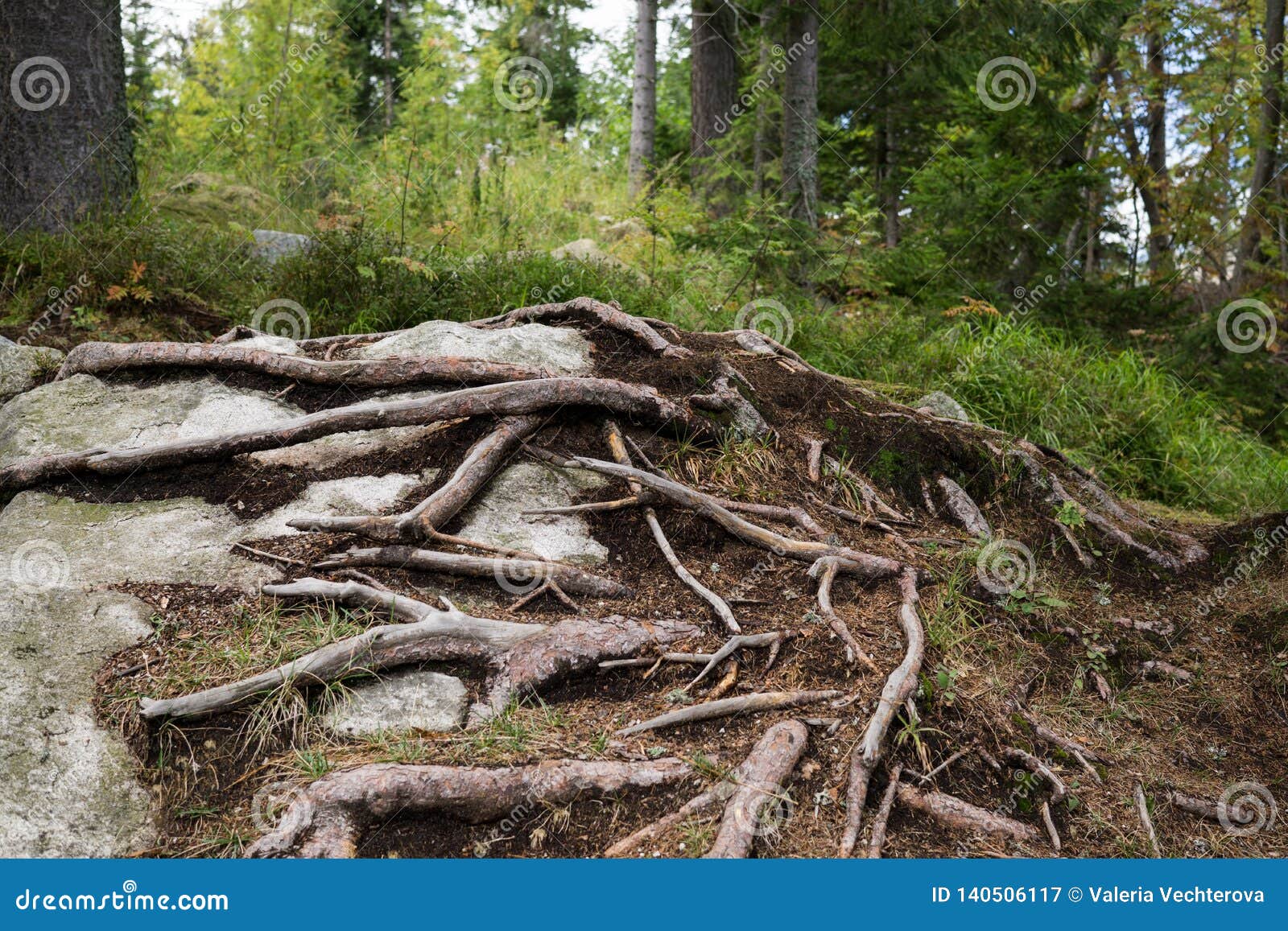 Tree Roots on the Stone. Slovakia Stock Image - Image of foliage, brown ...