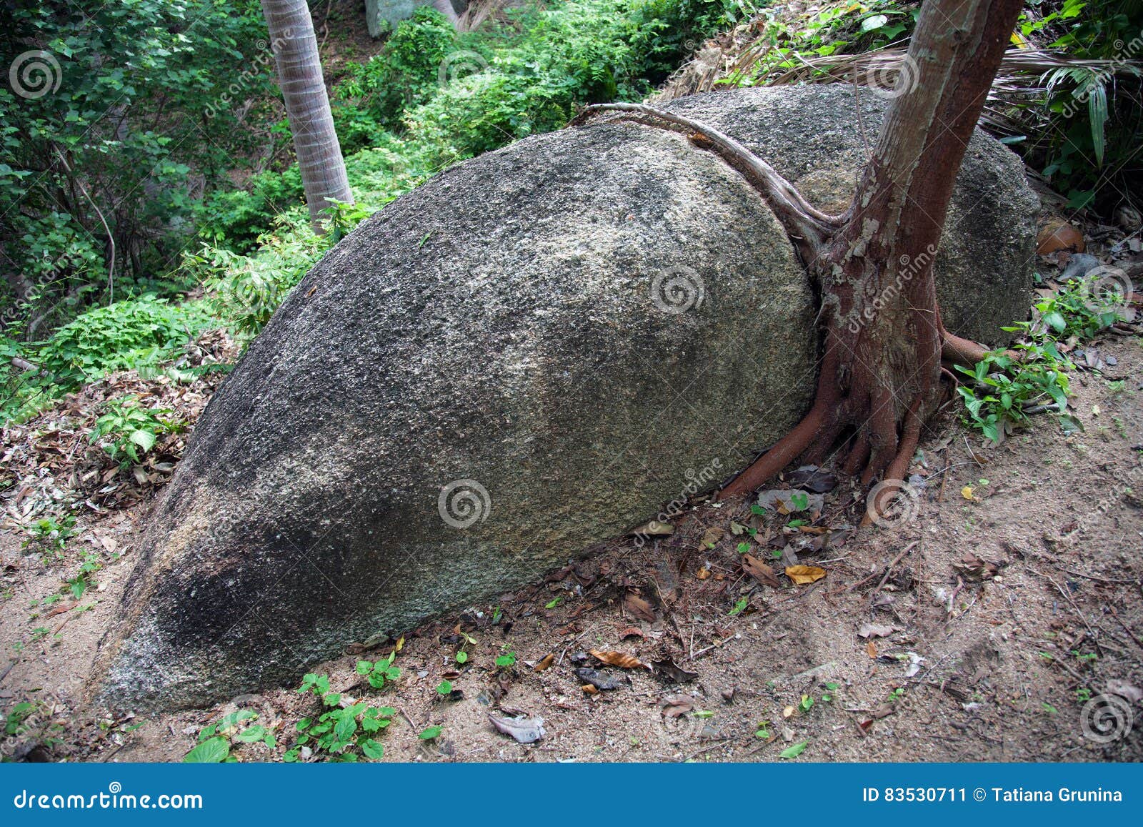 Tree Roots Covering the Huge Cobblestone Stock Image - Image of deep ...