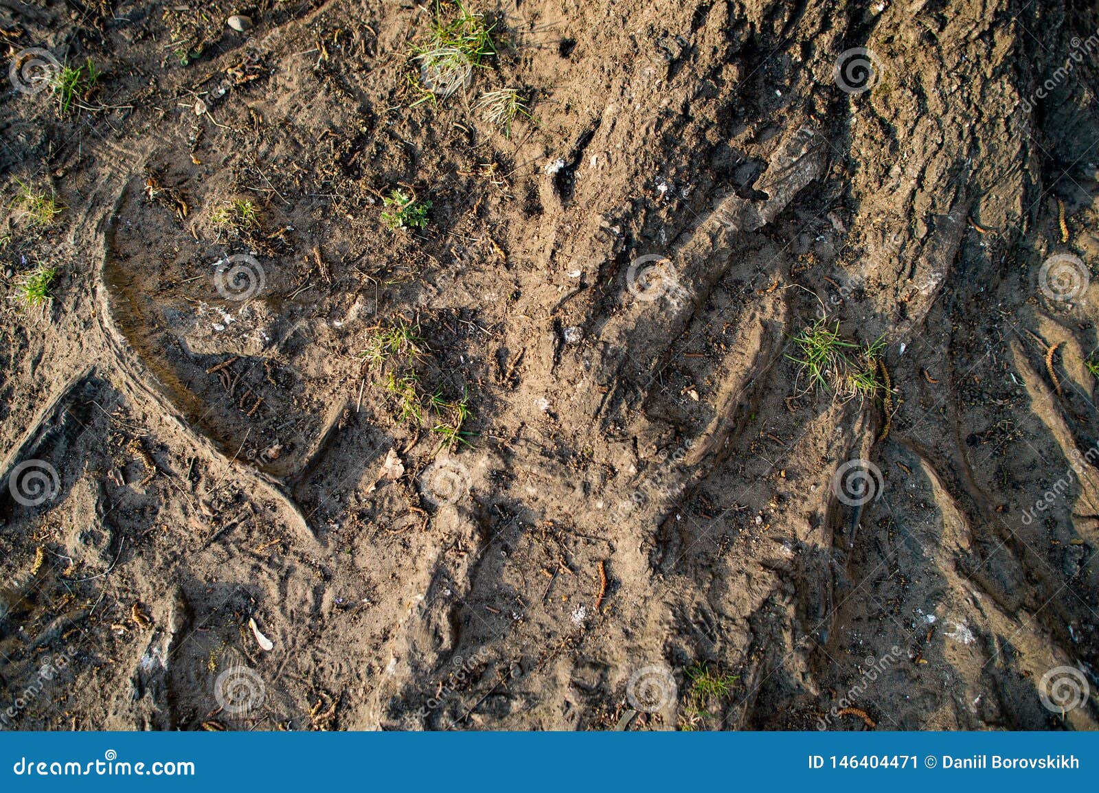Background, Tree Roots on Earth Stock Image - Image of detail, design ...
